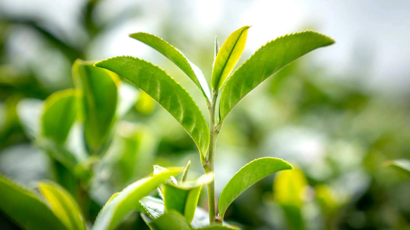 Effect of Polyphenols on Cancer Stem-Like Cells in Triple-Negative ...