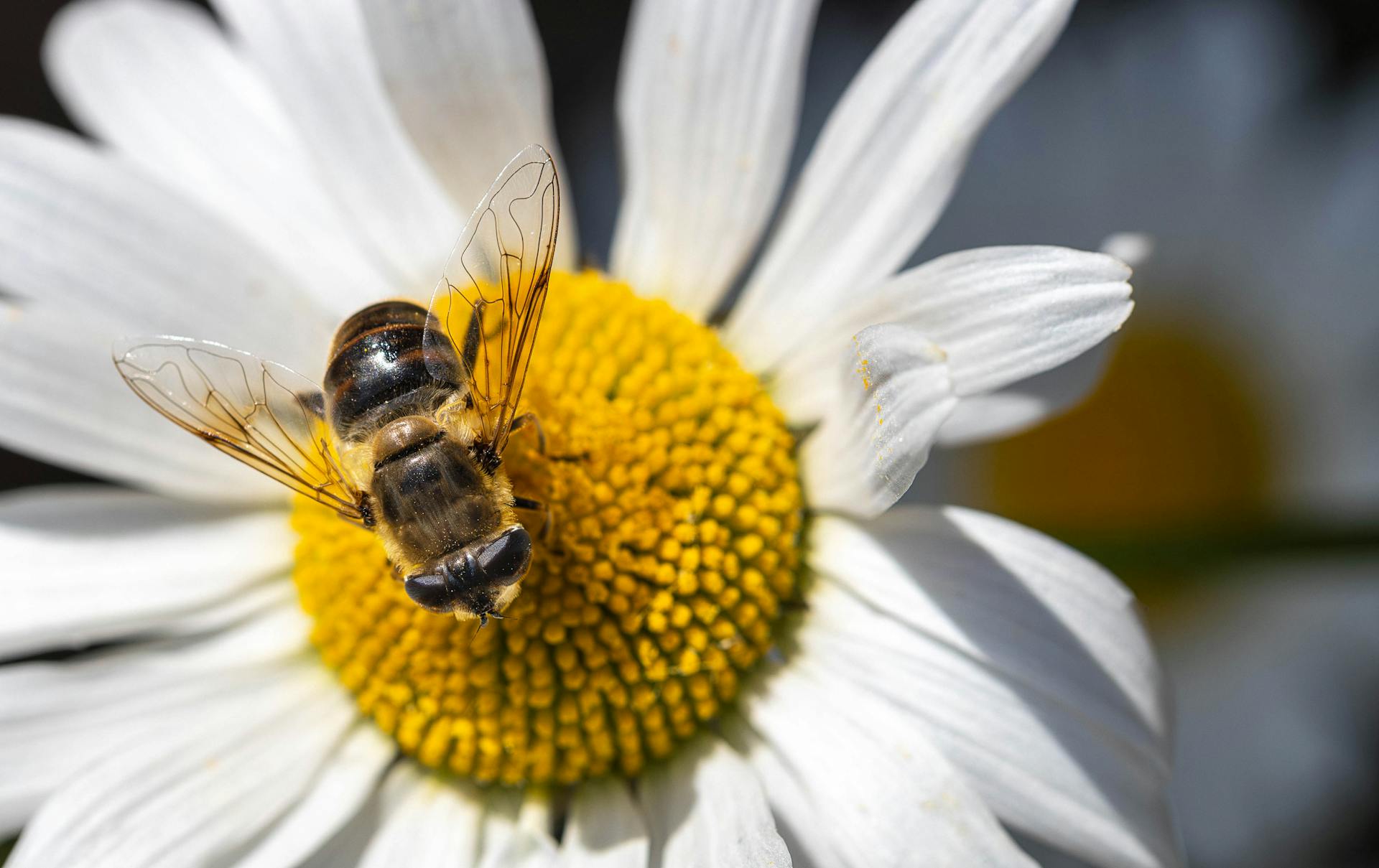 Pollen Sensitization Differences in Atopic Dermatitis Patients - MDNewsline
